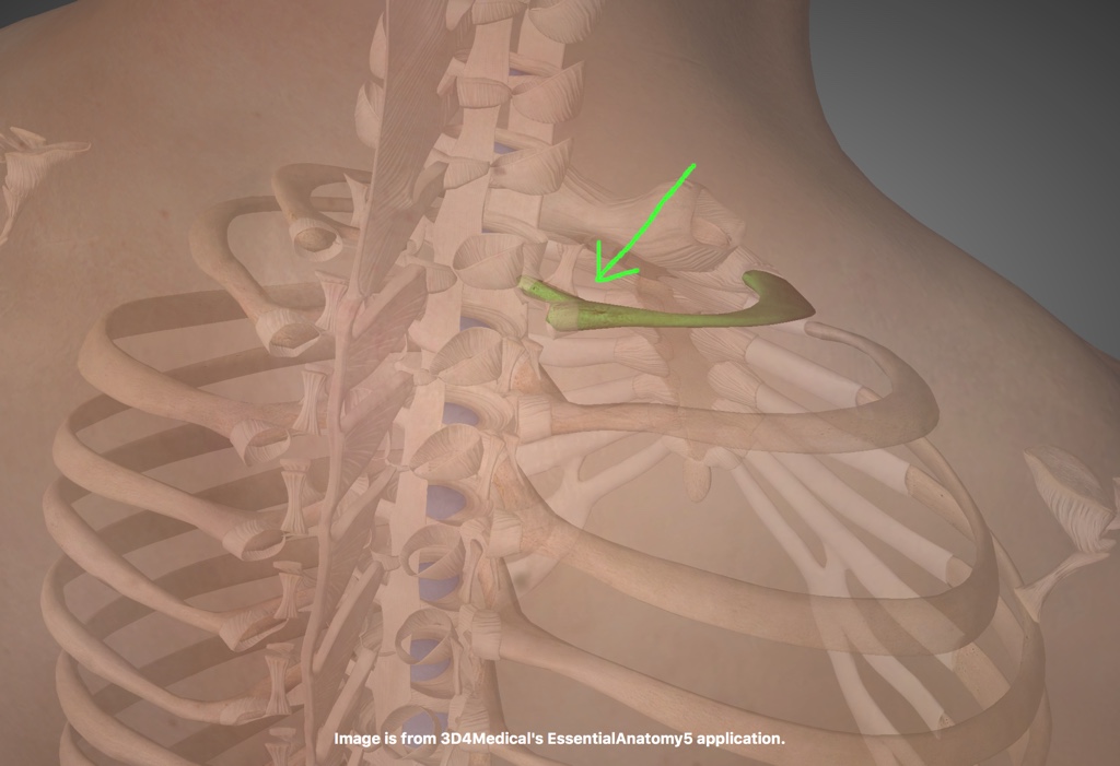 Differential Diagnosis of Elevated 1st Rib | Manual Therapy Forum