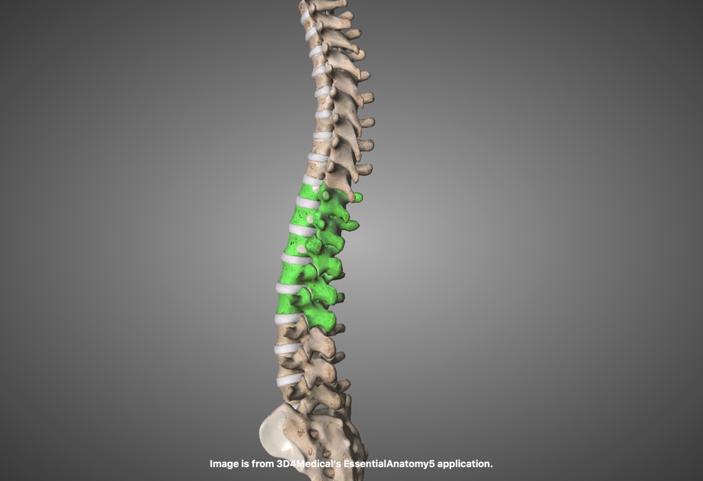 Thoracolumbar Junction Syndrome | Manual Therapy Forum